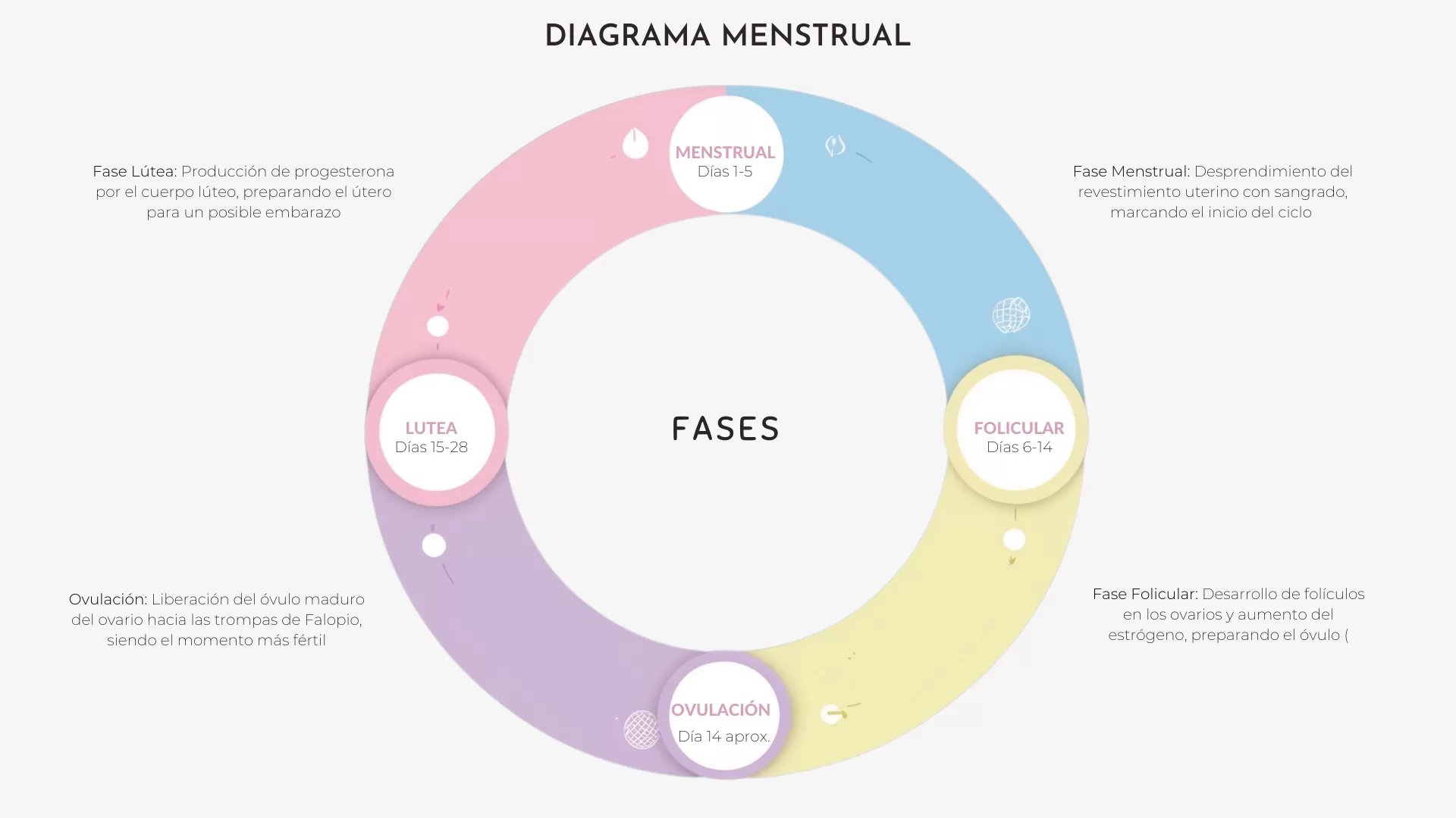 Las Fases Del Ciclo Menstrual